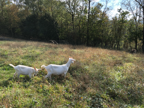 Our Sites - Street Goat