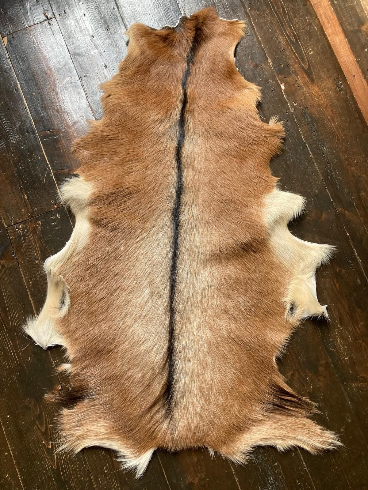 Goat Skin 28 - Street Goat